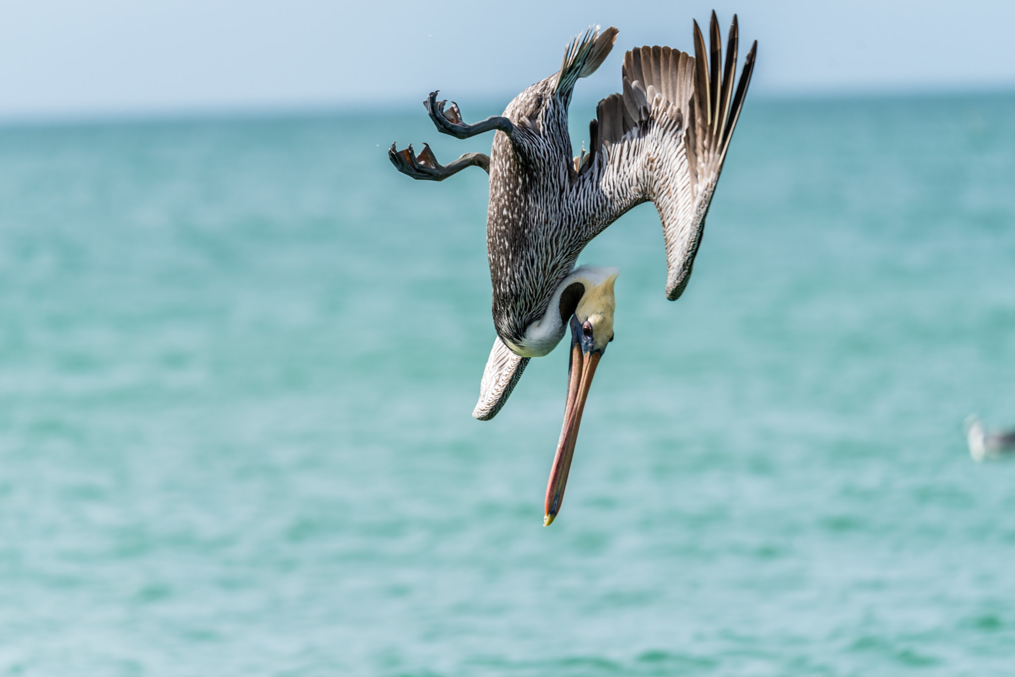 Diving Brown Pelican by David Unger / 500px