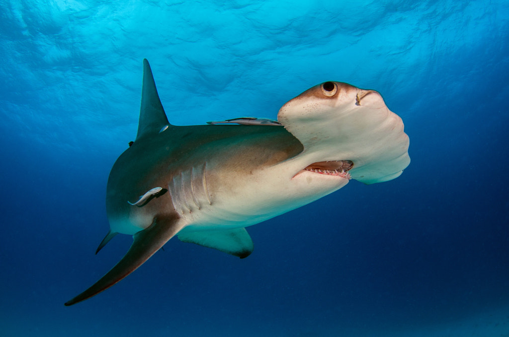 Great Hammerhead by Tomas Kotouc / 500px