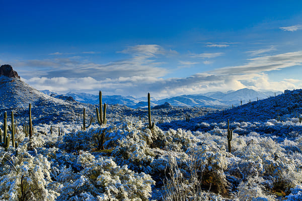Beautiful desert morning by David Bair | 500px