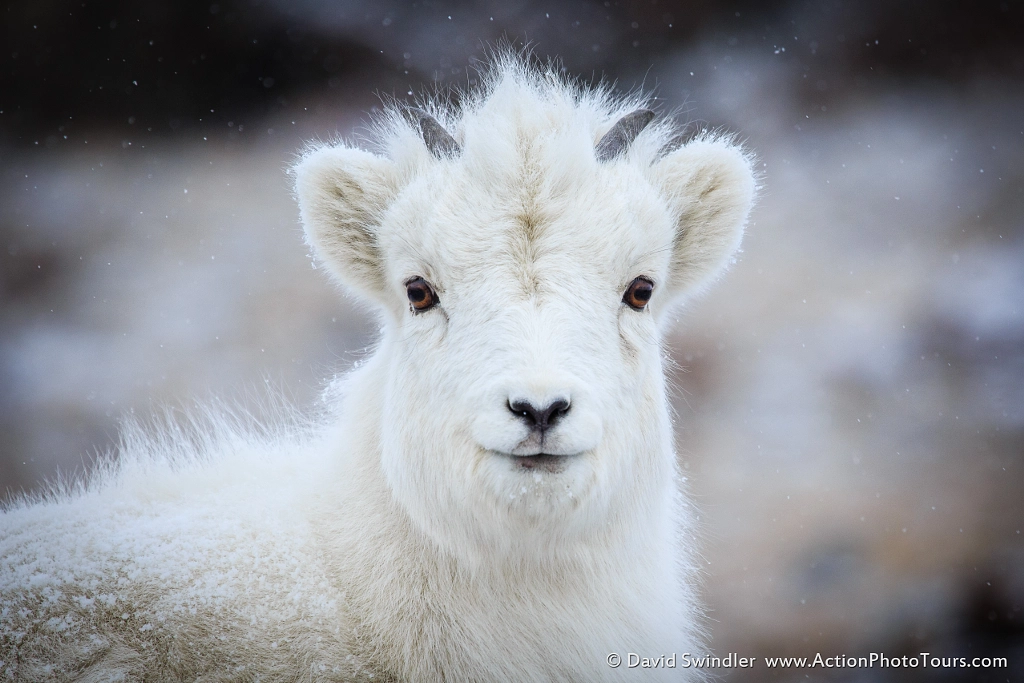 Baby Dall Sheep by David Swindler / 500px