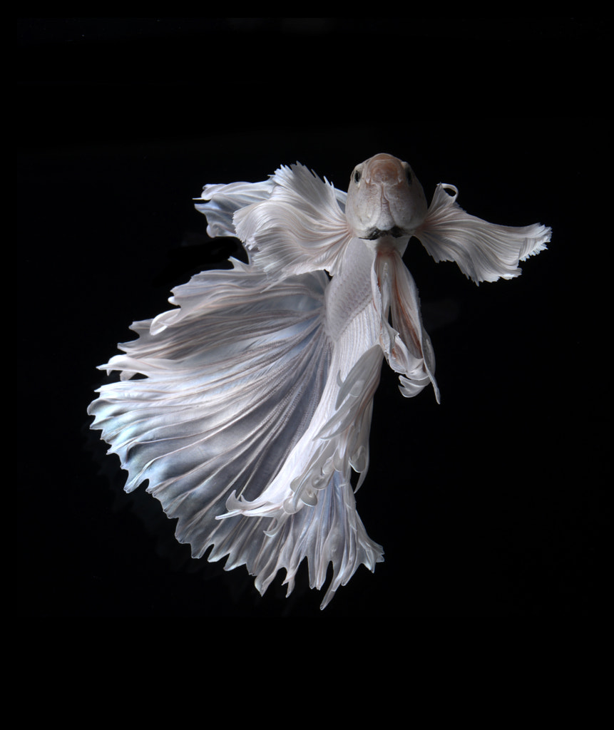 Angel by visarute angkatavanich / 500px