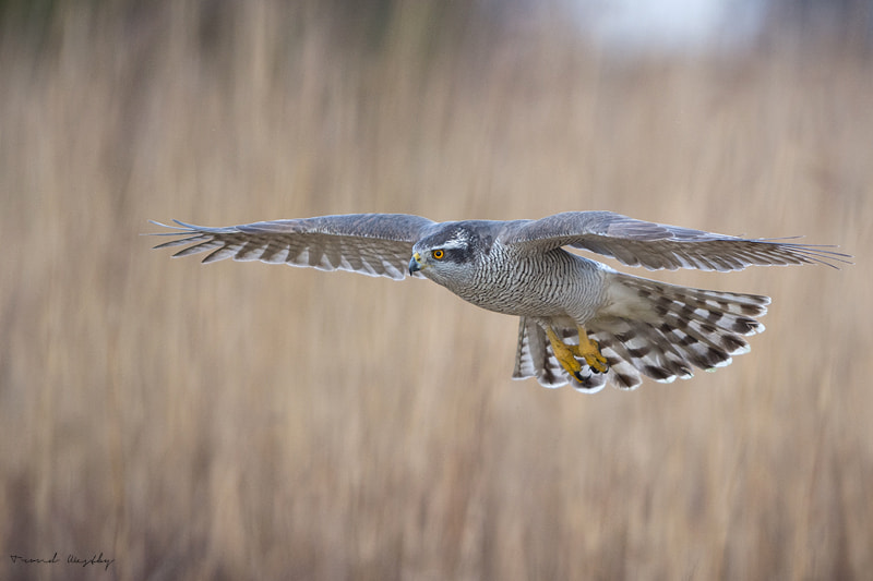 Goshawk hunting by Trond Westby / 500px