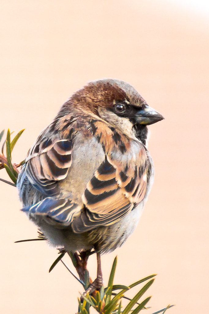 Up Close w/ a House Sparrow by Kyle Kephart / 500px