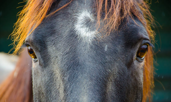 In the eyes of a horse by Manuela Durson | 500px