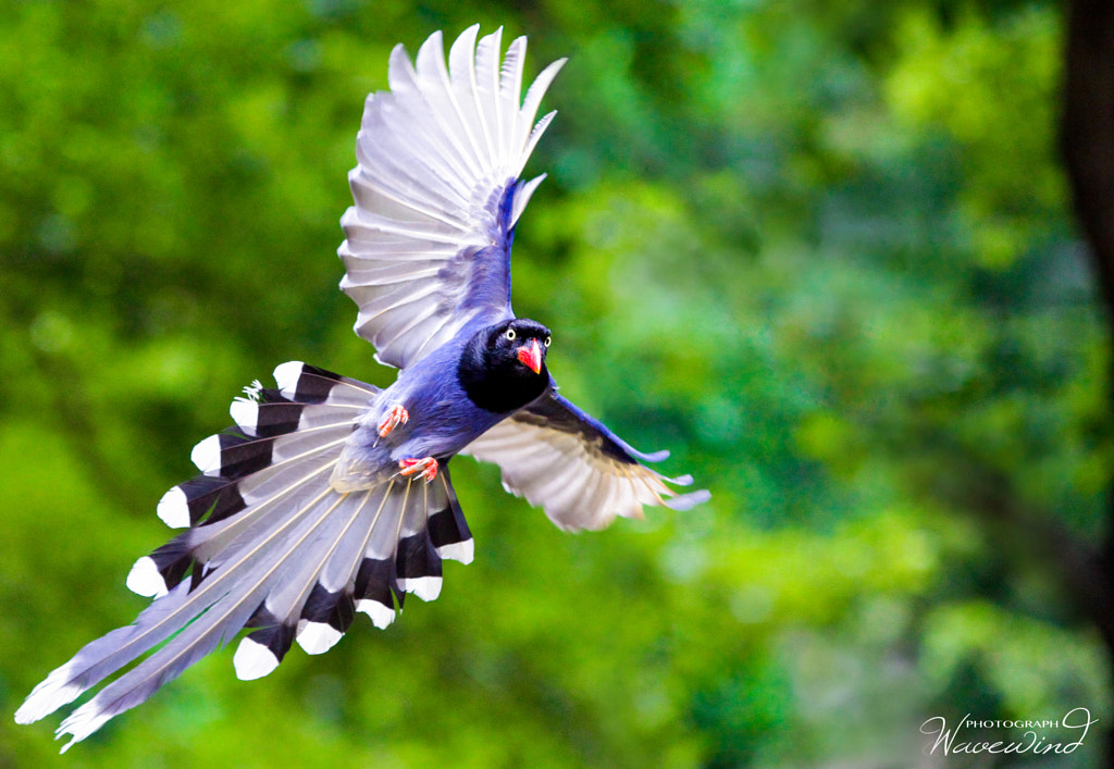 Formosan Blue Magpie by Wave Wind / 500px