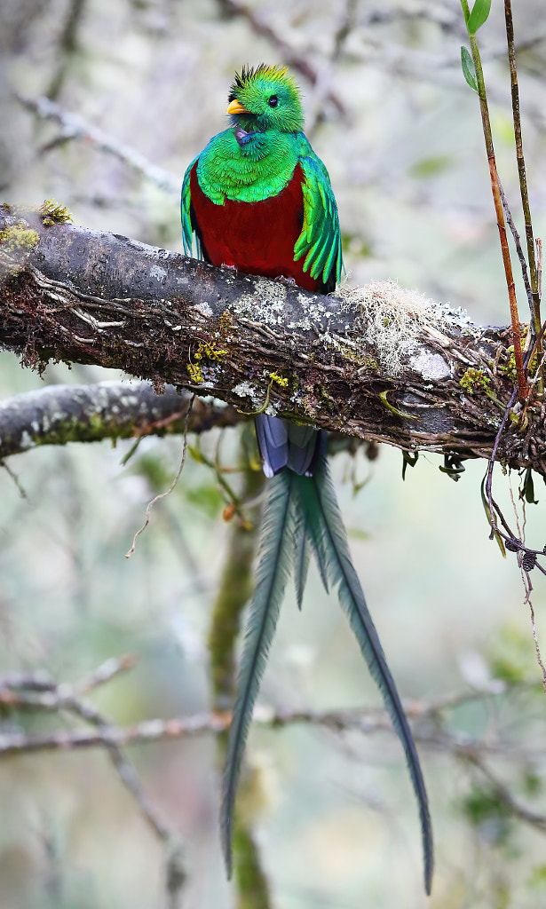 Resplendent Quetzal - Costa Rica by Jim Cumming / 500px
