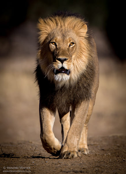 Desert Patrol by Hendri Venter | 500px