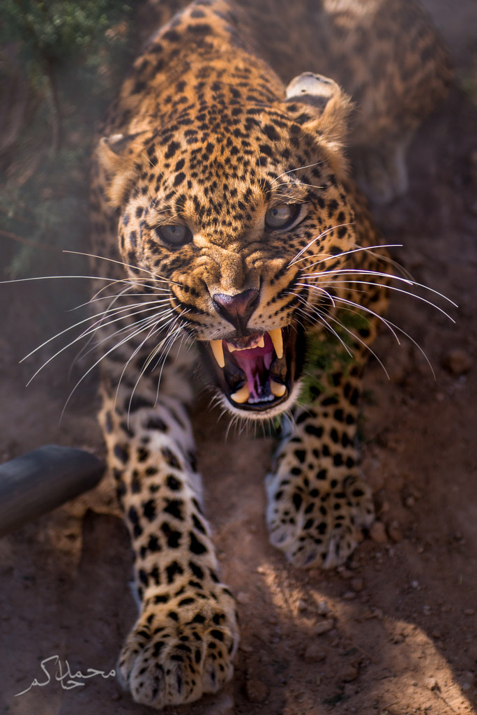 The Angry Cheetah by Mohamed Hakem / 500px