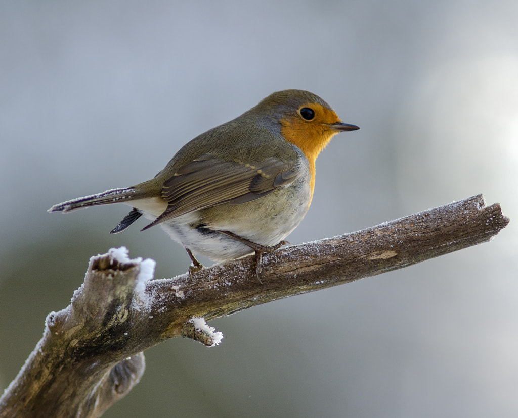 Robin after a cold night by Flemming Thorninger / 500px