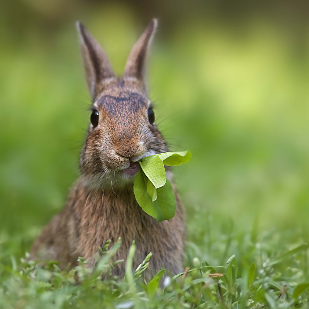 Rabbit by Stefano Ronchi / 500px