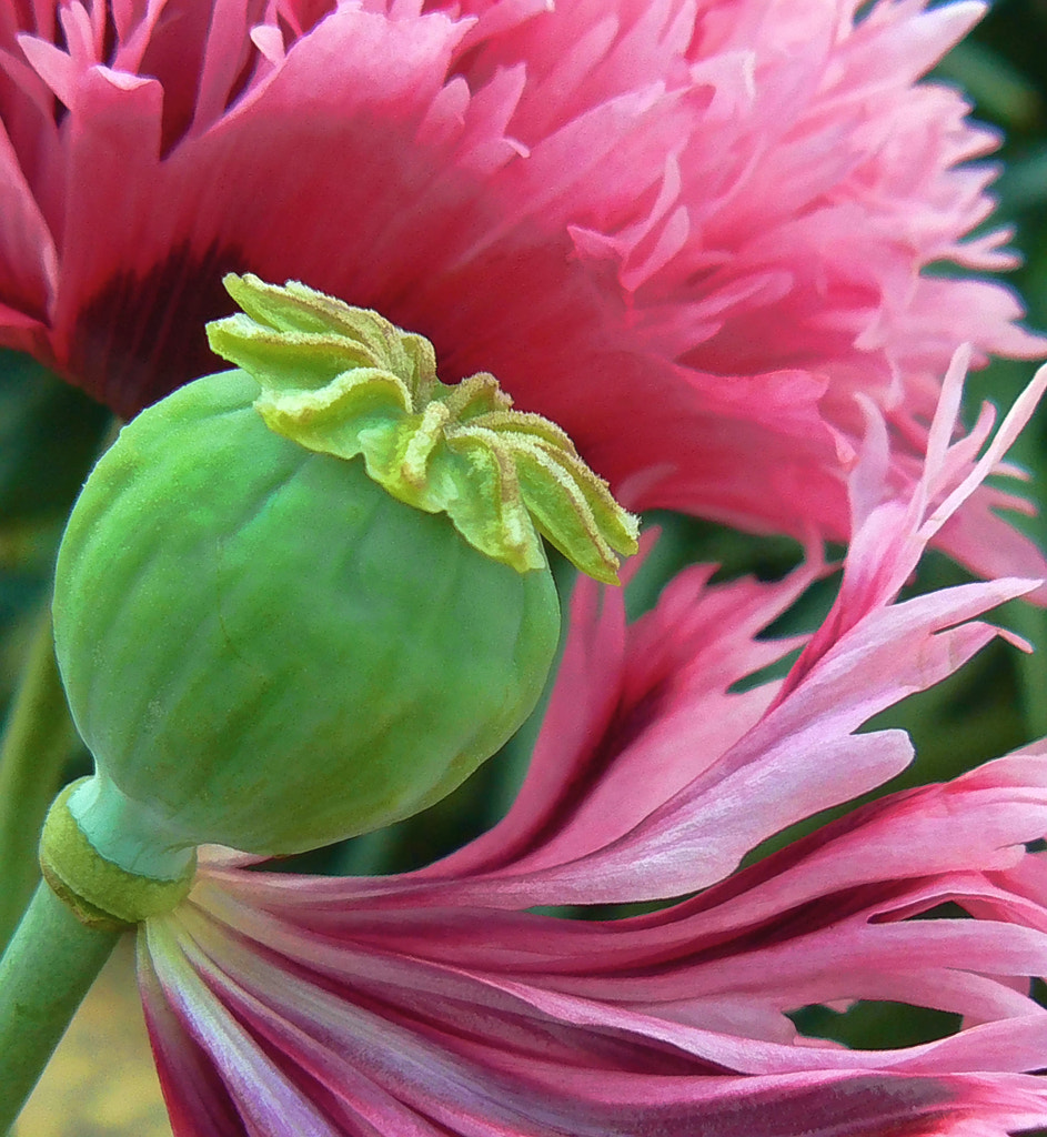 Poppy Love by sylvia lemoniates / 500px