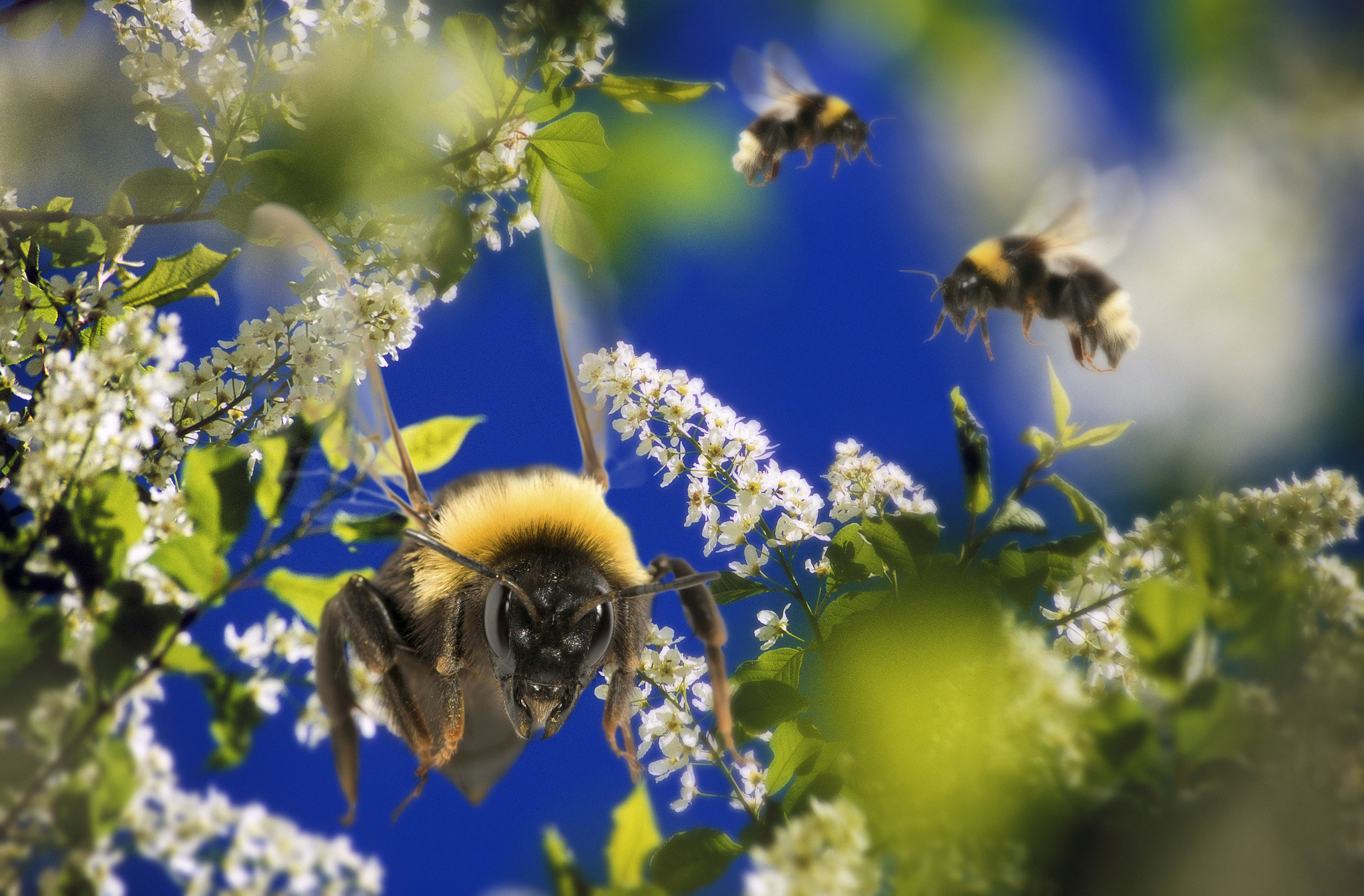 Flight of the Bumblebee by Stefan Thaler / 500px