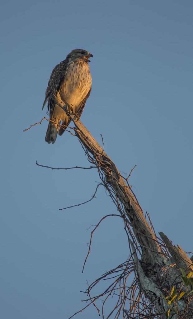 Red-shouldered Hawk Perched by John Werry / 500px
