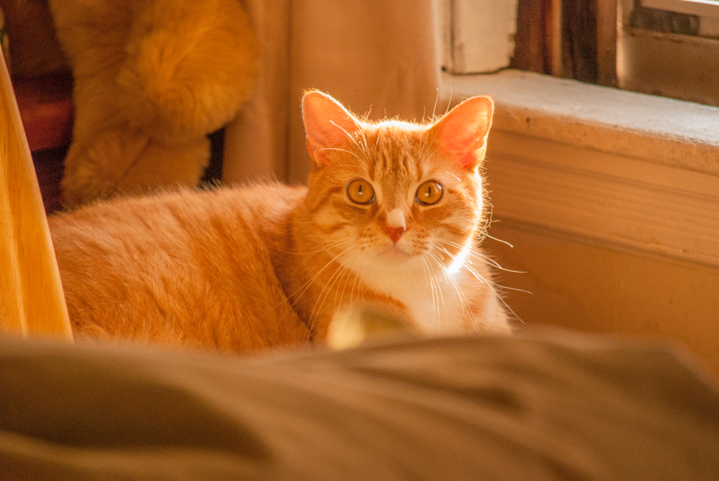 Say Hello to Sparky my Cat by J S / 500px