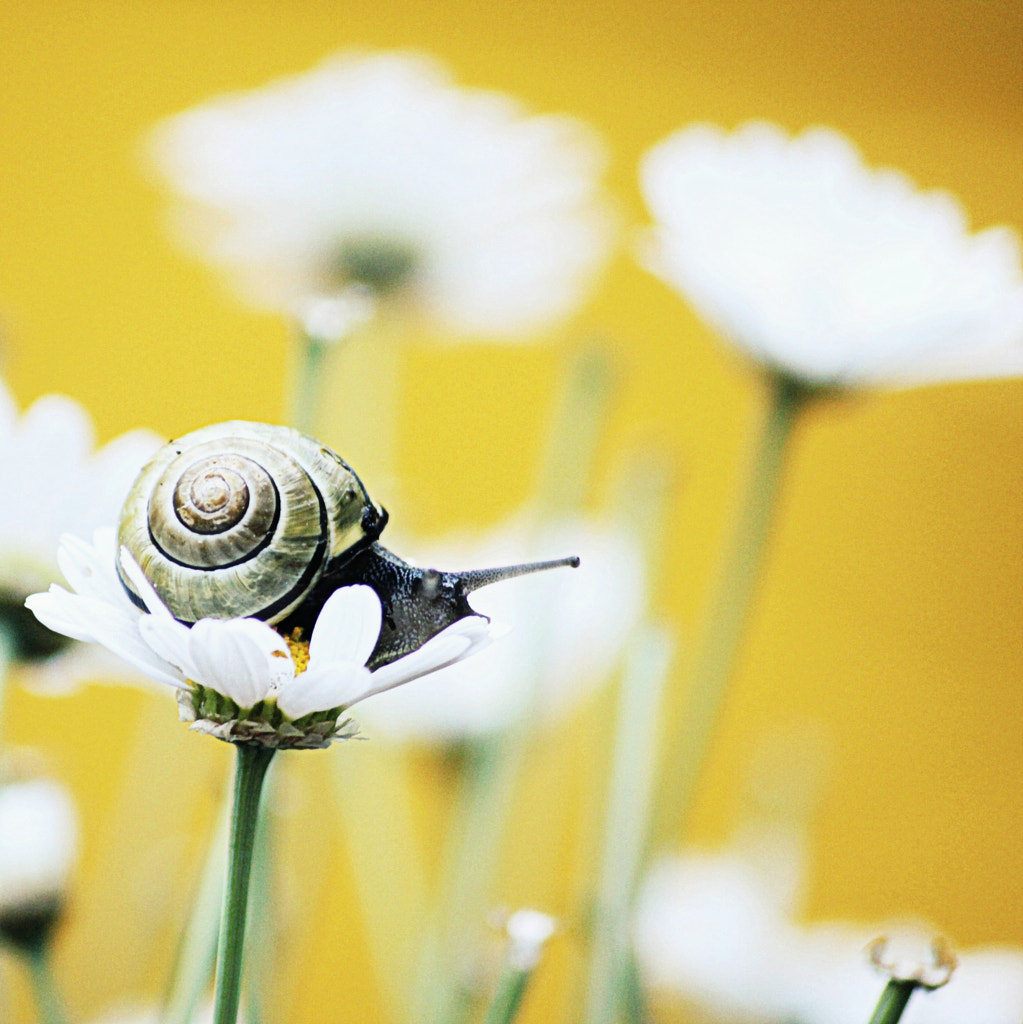 The flowers and the ..snails by Lory van der Neut / 500px