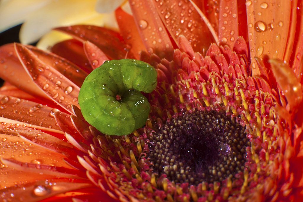 Caterpillar on red gerbera daisy by Jan Macuch / 500px