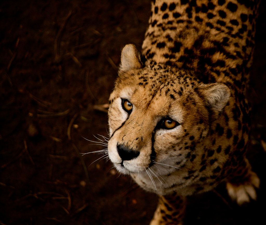 Looking up by Paul Cartwright / 500px