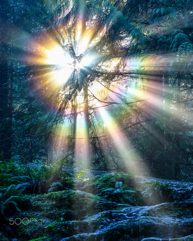 Forest Magic by Kimber Leigh / 500px