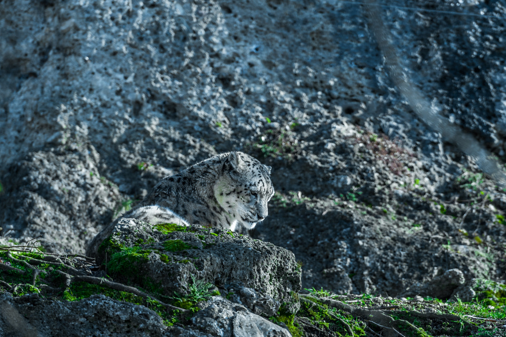 lonely by Lukas Hilzensauer / 500px