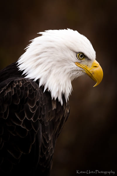 Bald Eagle in Dutch Habor by Katsu Uota / 500px