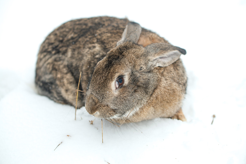 Russian rabbit by Alex Osokin / 500px