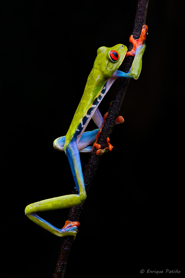 red-eyed tree frog by Enrique Patiño / 500px