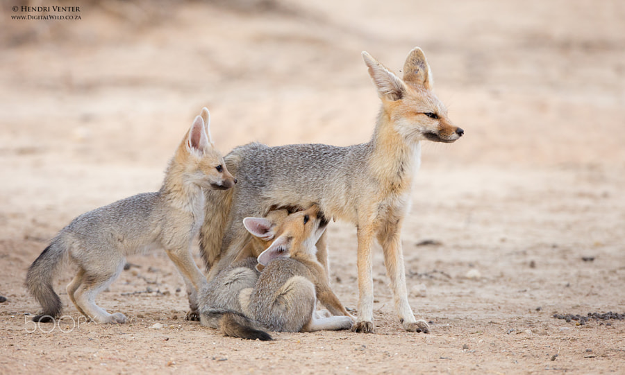 Cape Fox with suckling pups by Hendri Venter / 500px