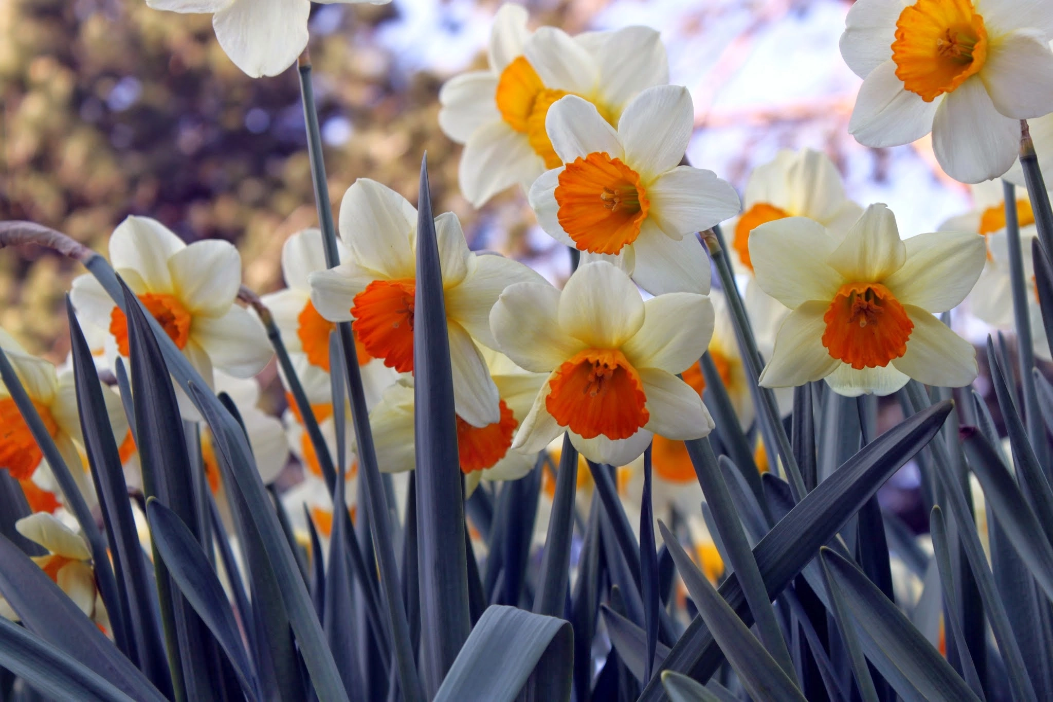 Narcissus flower (nergis) by Zeynep Gürel - Photo 99958699 / 500px
